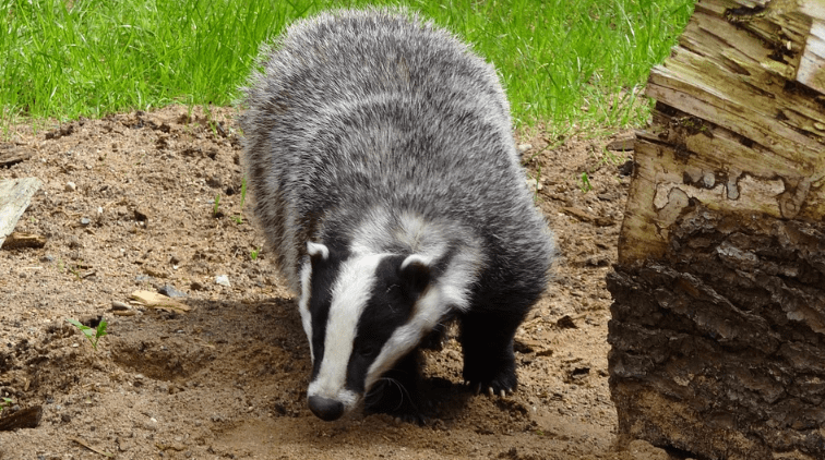 22 Colorful but Fascinating French Insults | Talk in French